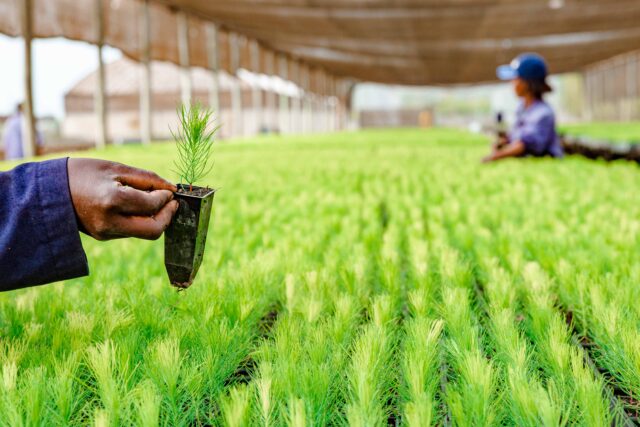 New Forests appoints Managing Director, Africa - New Forests New Forests appoints Managing Director, Africa - New Forests