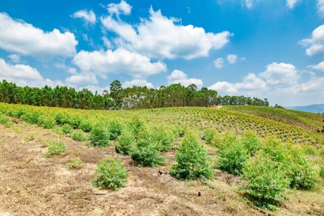 New Forests appoints Managing Director, Africa - New Forests New Forests appoints Managing Director, Africa - New Forests