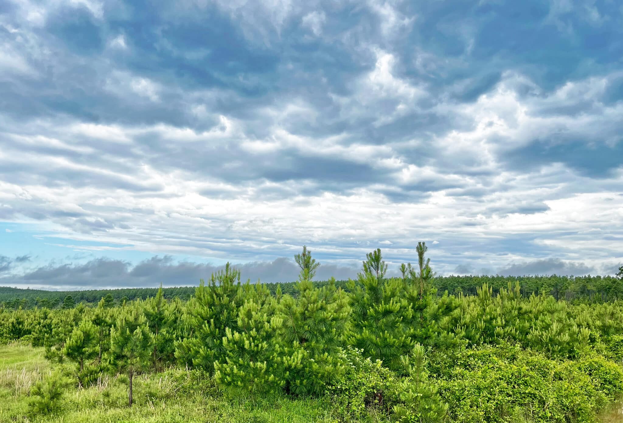 New Forests makes investment in the US South through acquisition of an ...