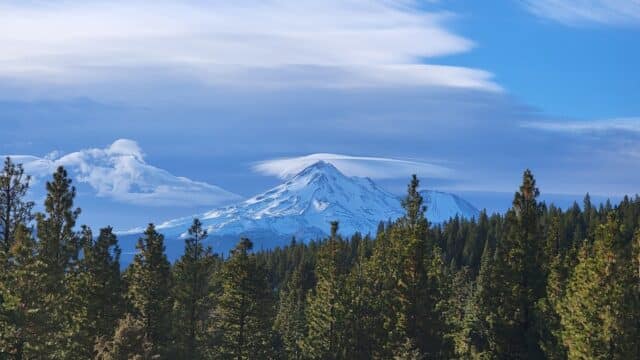 New Forests launches first global natural capital strategy - New Forests
