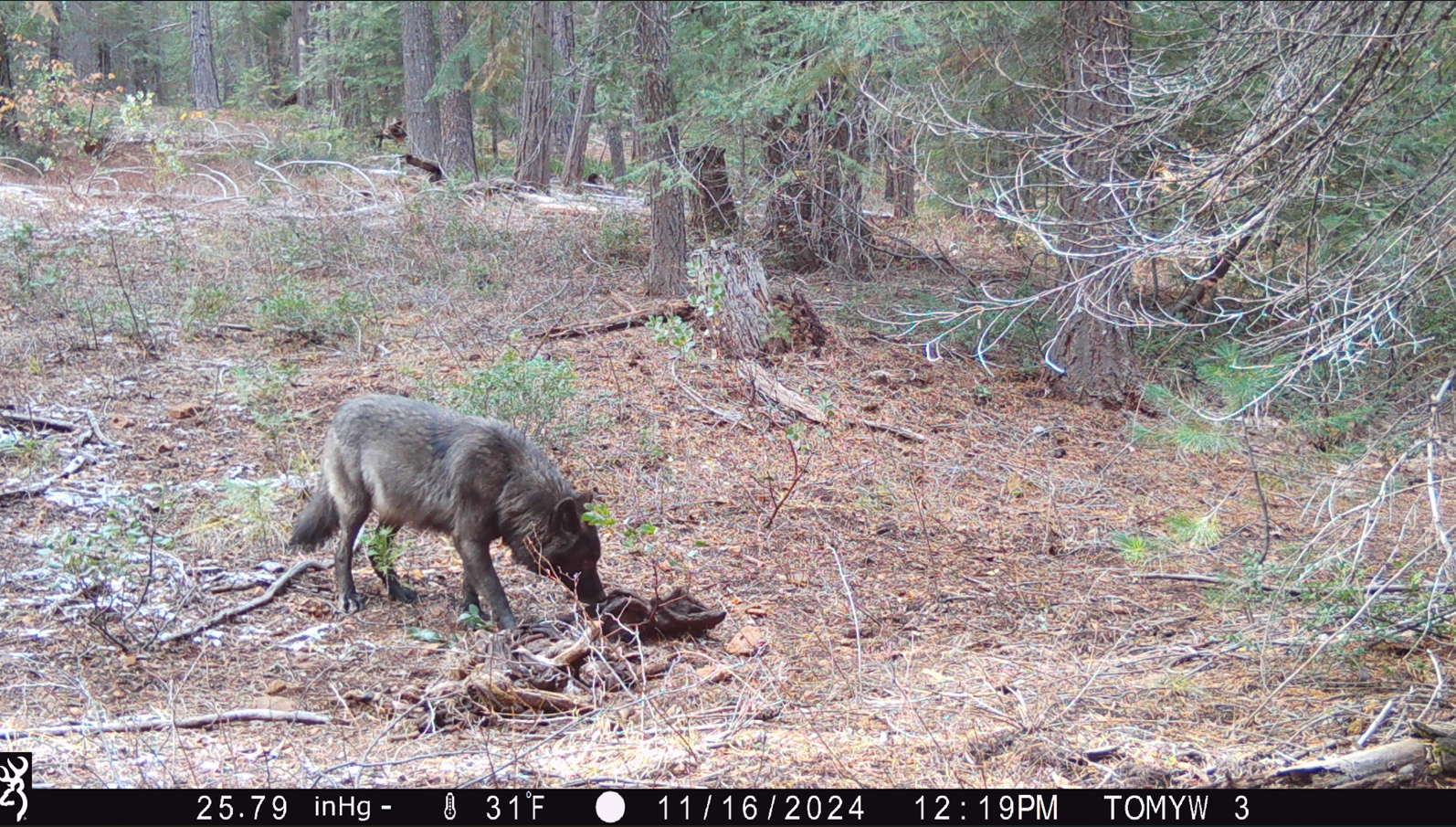 Coexisting with Wolves - New Forests