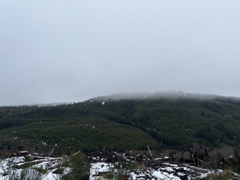 New Forests makes first forestry investment in Washington State - New ...